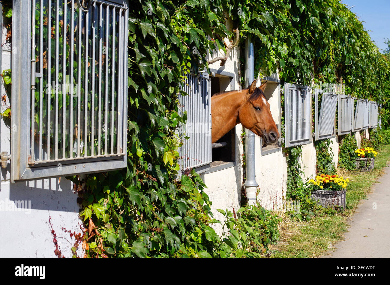 A chestnut horse looking out of his stable box in a picturesque stable ...