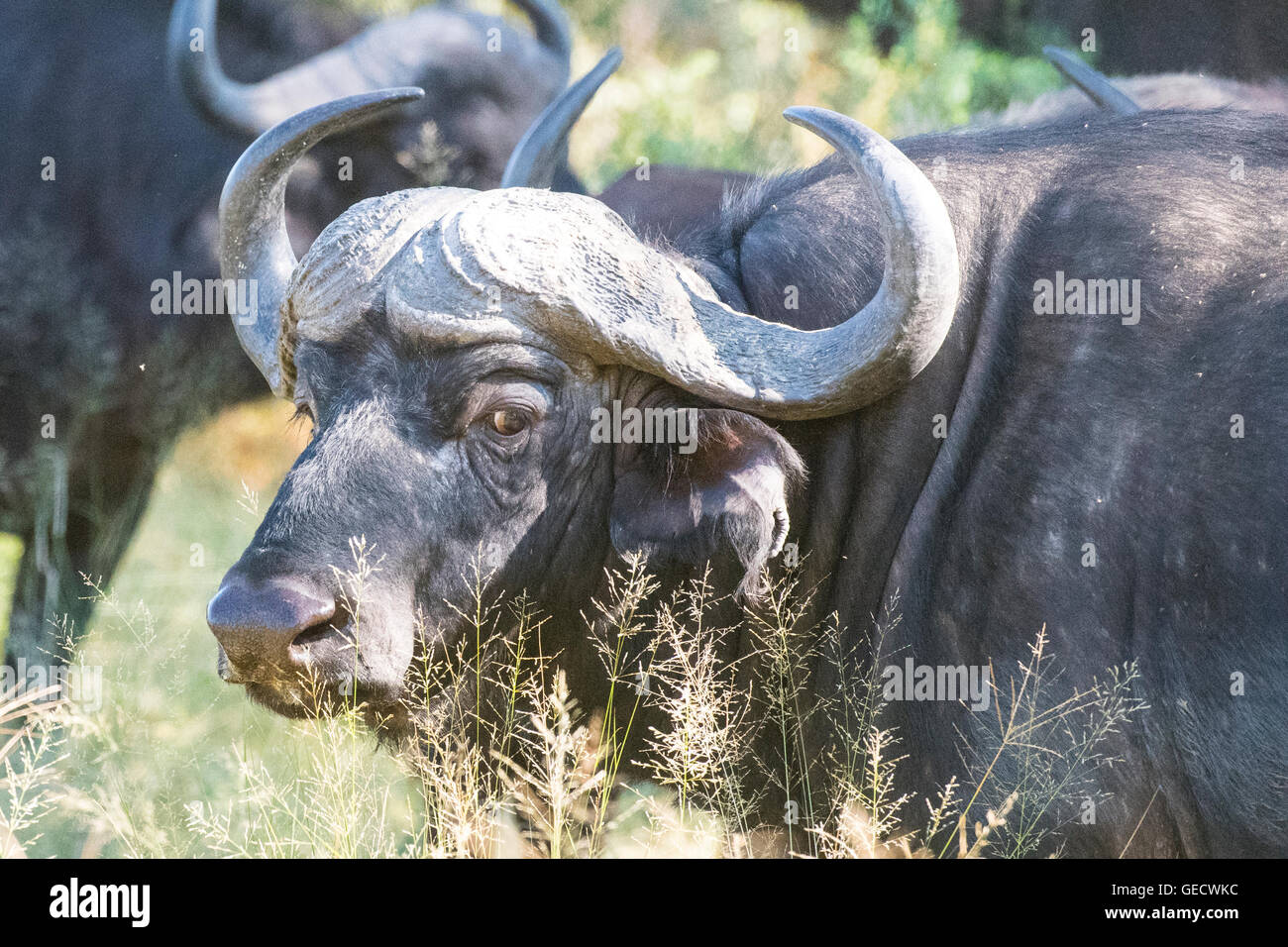 Cape or African Buffalo Stock Photo - Alamy