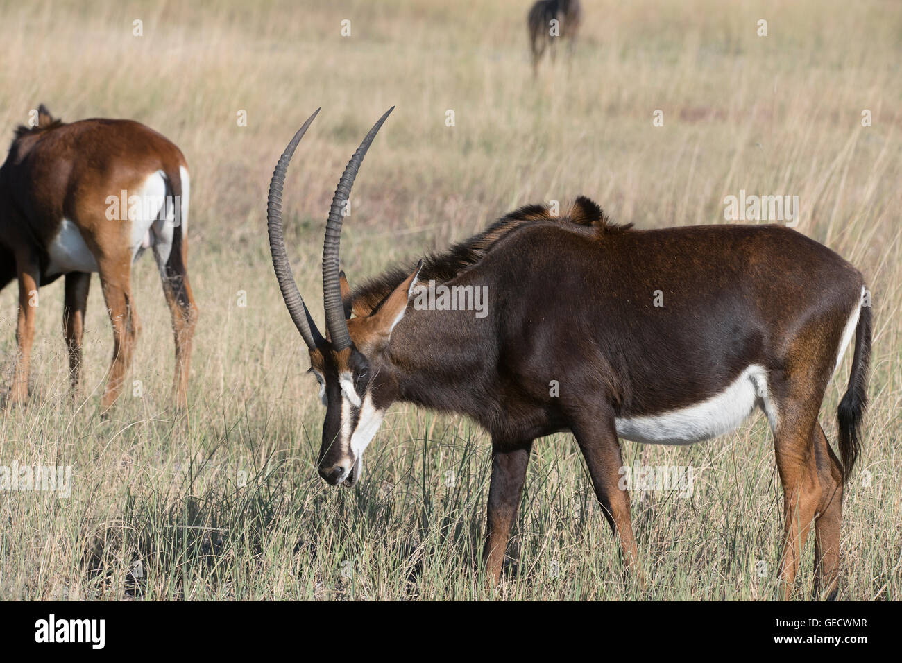Sable palm tree hi-res stock photography and images - Alamy