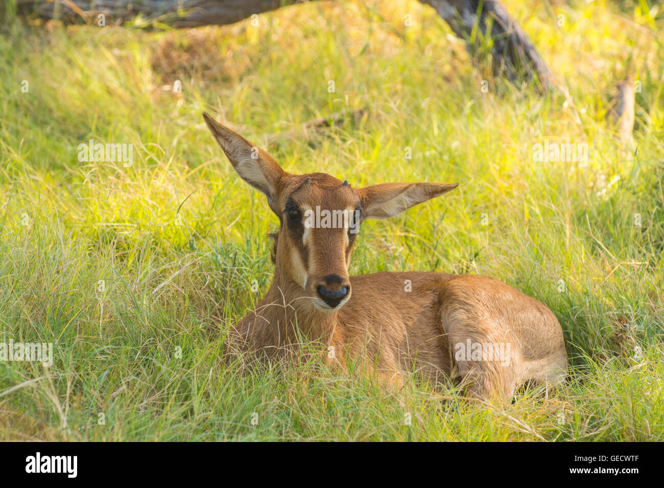Sable antelope calf hi-res stock photography and images - Alamy