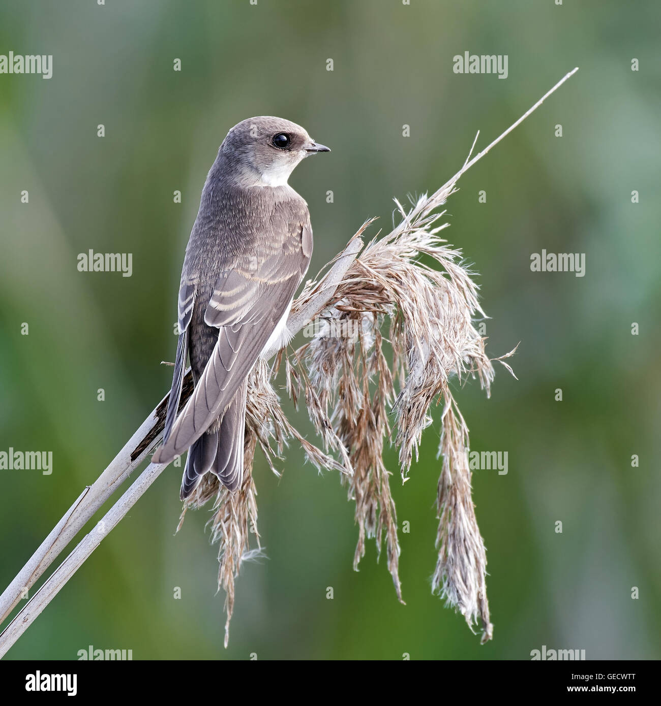 Sand martin bird hi-res stock photography and images - Alamy
