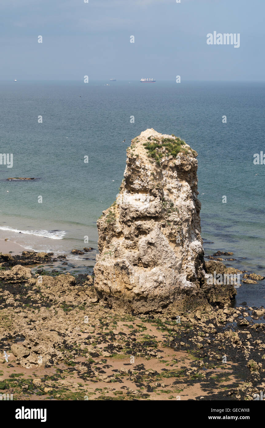 Sea stack with nesting Kittiwake, Marsden, Tyne and Wear, England, UK ...