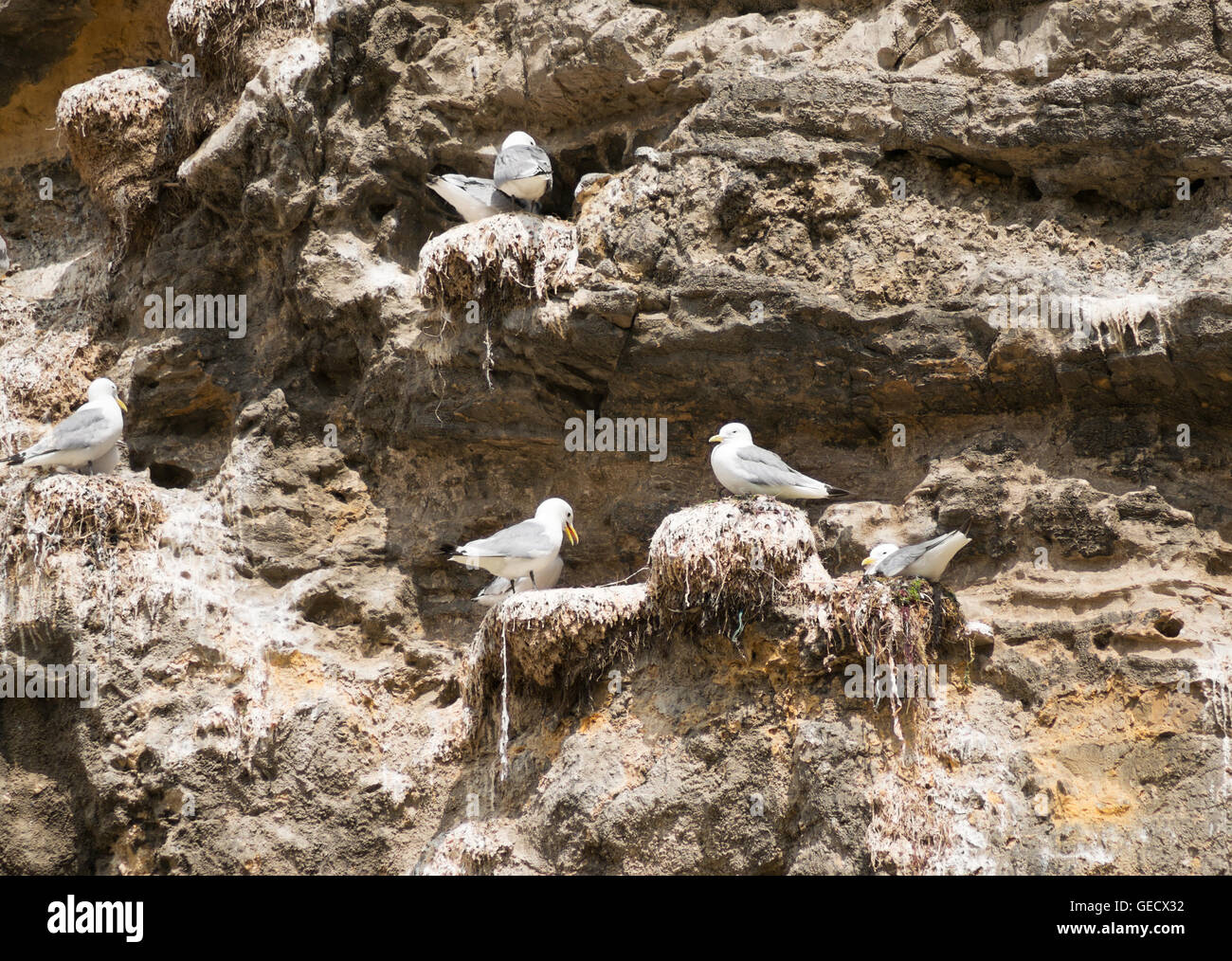 Kittiwake nesting on Marsden rock, Tyne and Wear, England, UK Stock ...