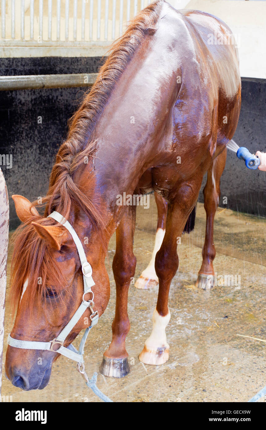 Washing a horse after training Stock Photo - Alamy