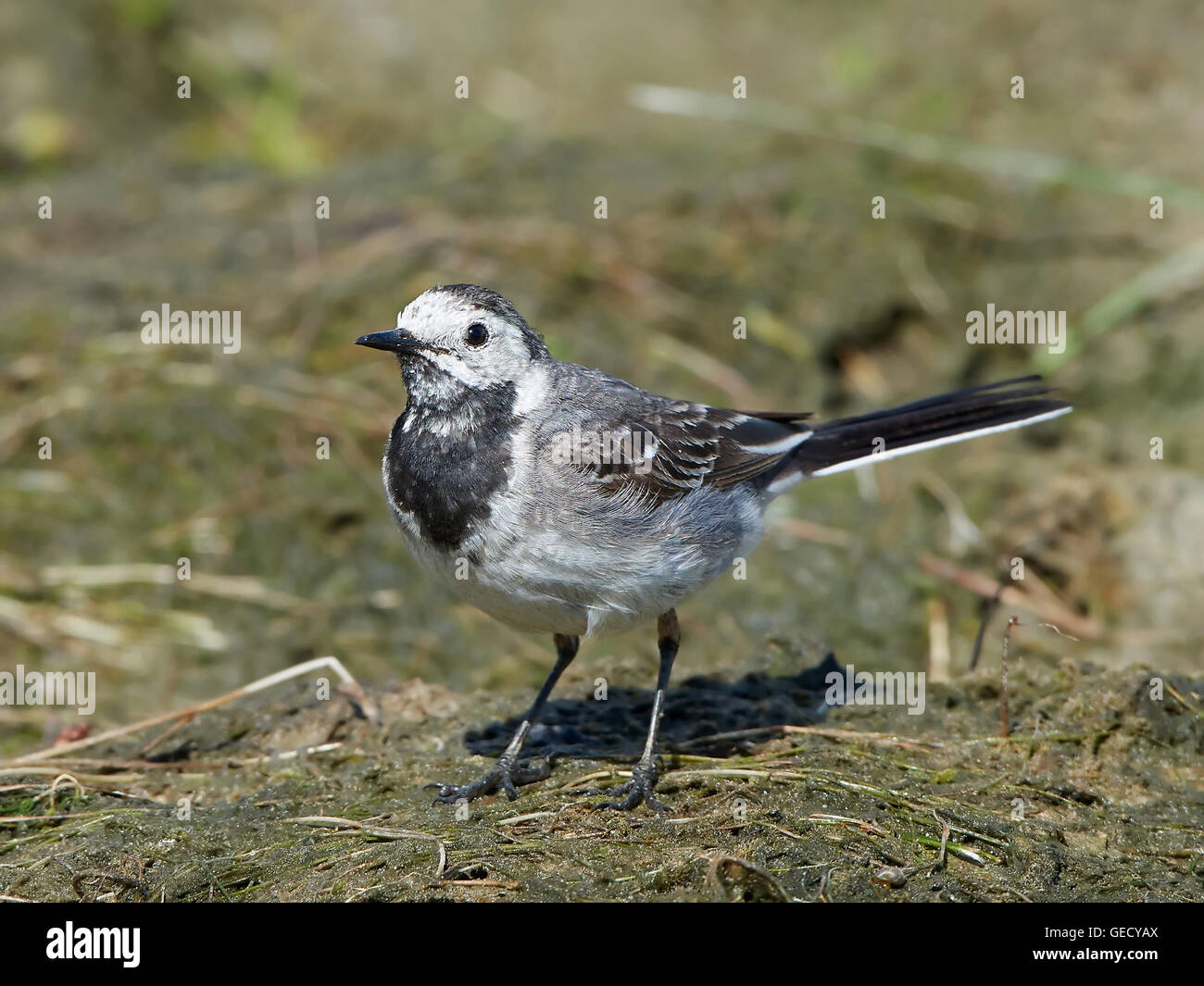 White Wagtail Bird High Resolution Stock Photography and Images - Alamy