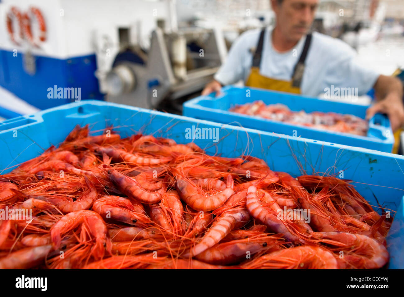 Palamós. Port. Fisherman unloading the prestigious shrimp of palamós ...