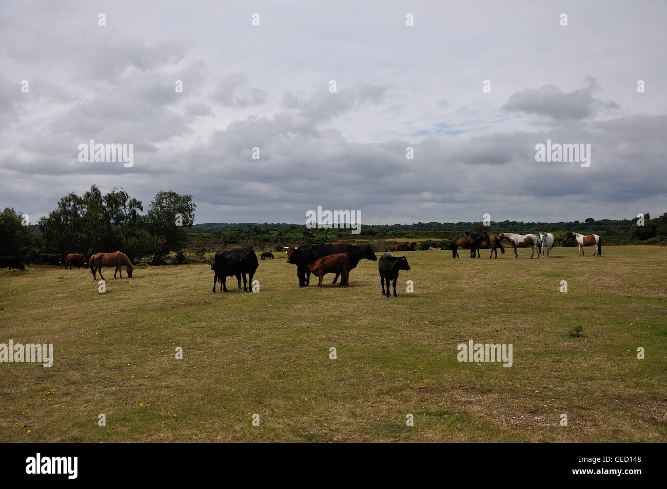 Cattle on the new forest national park Stock Photo - Alamy