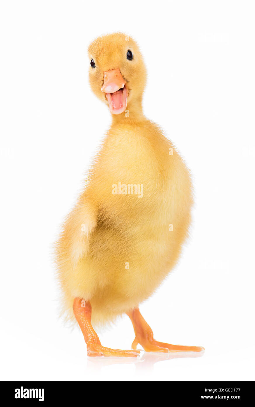 Cute little duckling Stock Photo - Alamy