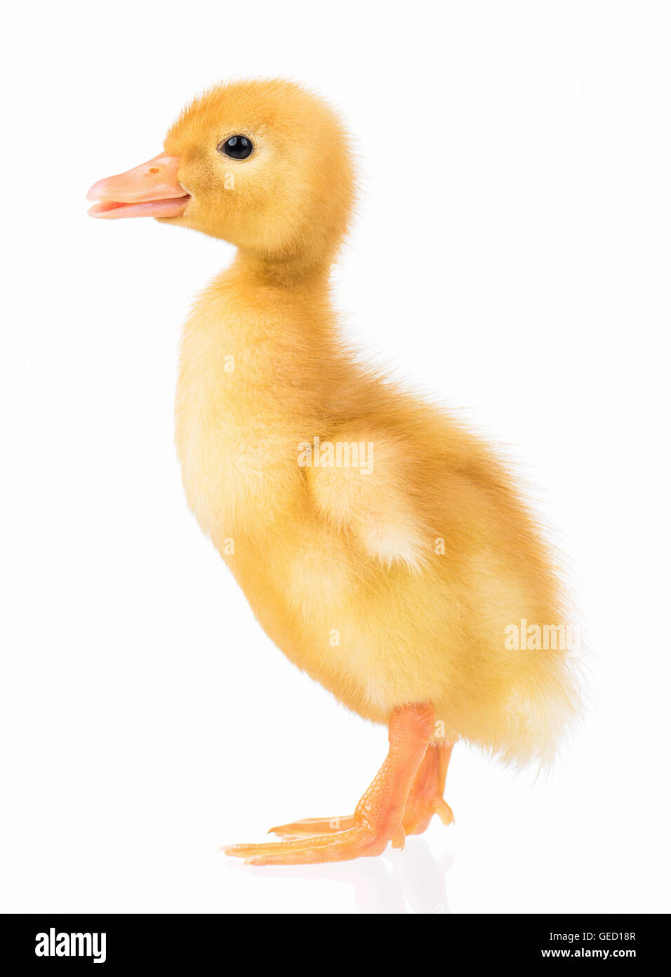Cute little duckling Stock Photo - Alamy