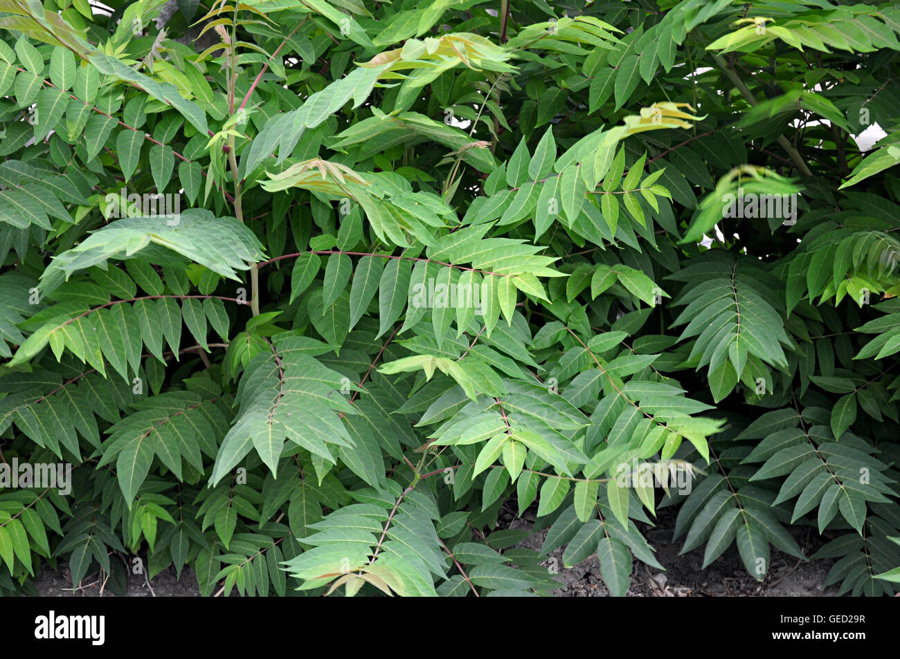 Full summer foliage hi-res stock photography and images - Alamy