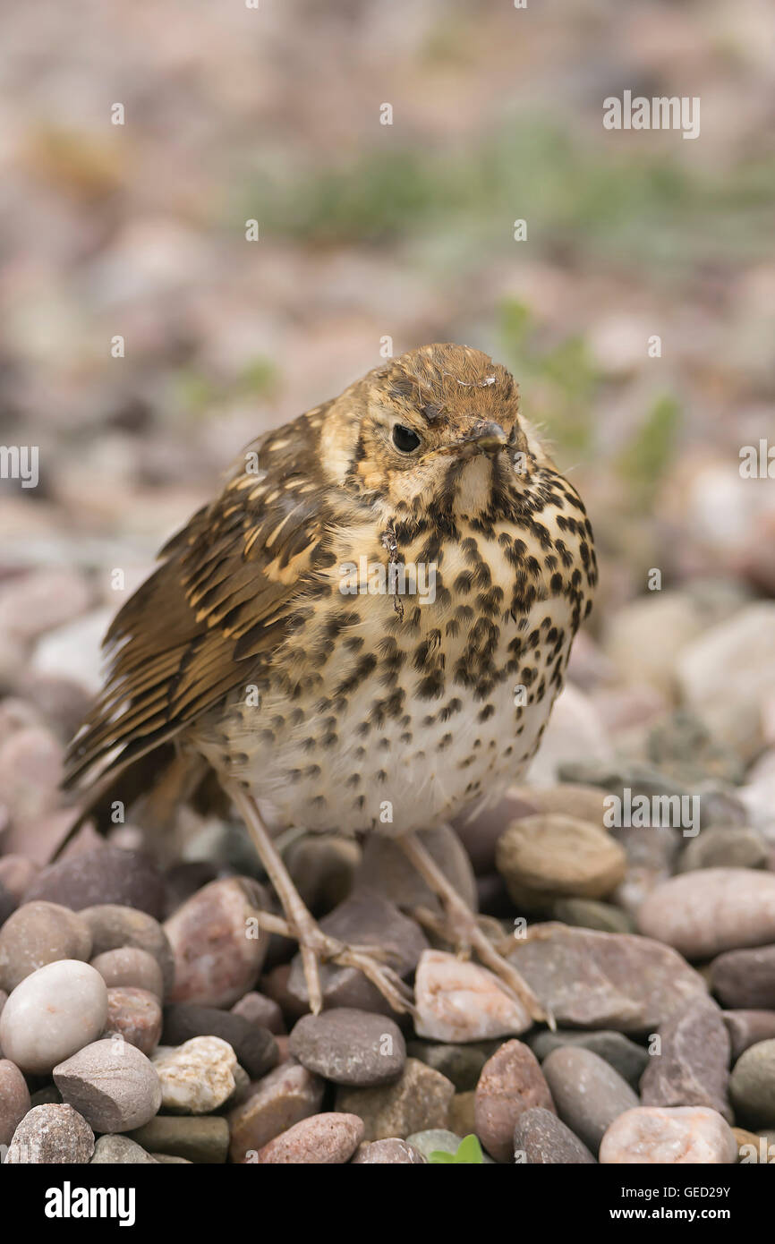 Baby Thrush High Resolution Stock Photography and Images - Alamy