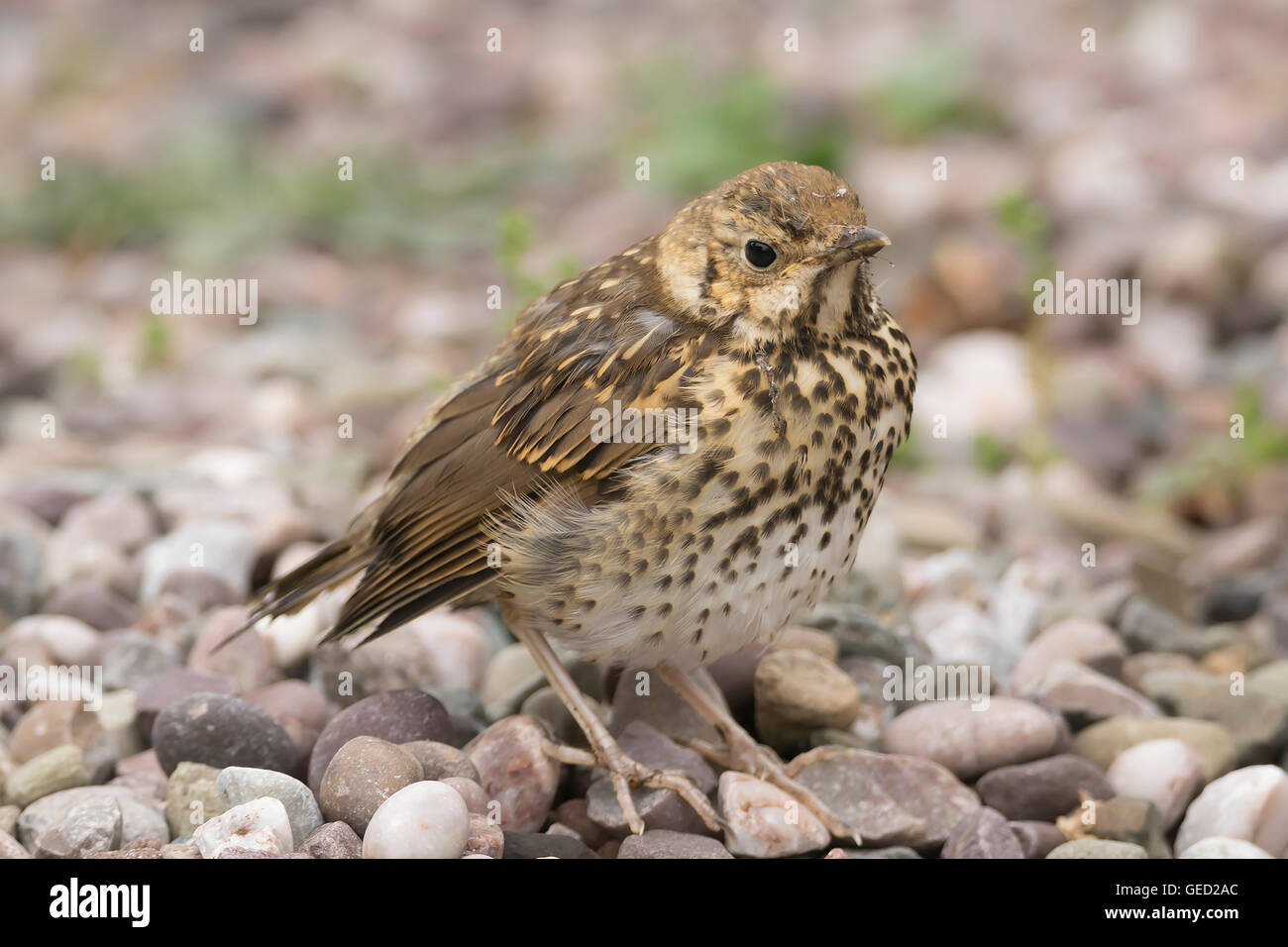 Baby thrush hi-res stock photography and images - Alamy
