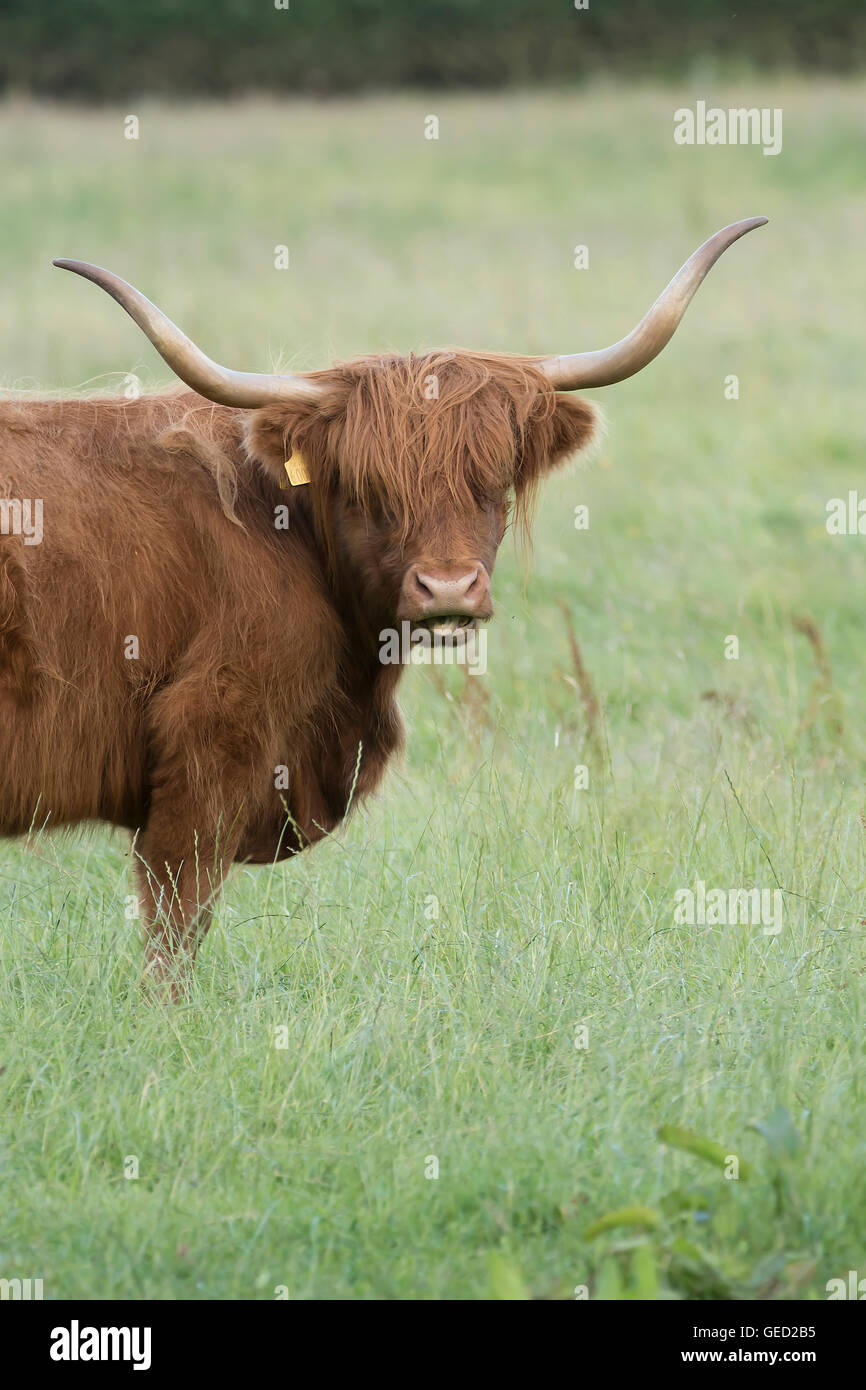 Farmed cow hi-res stock photography and images - Alamy