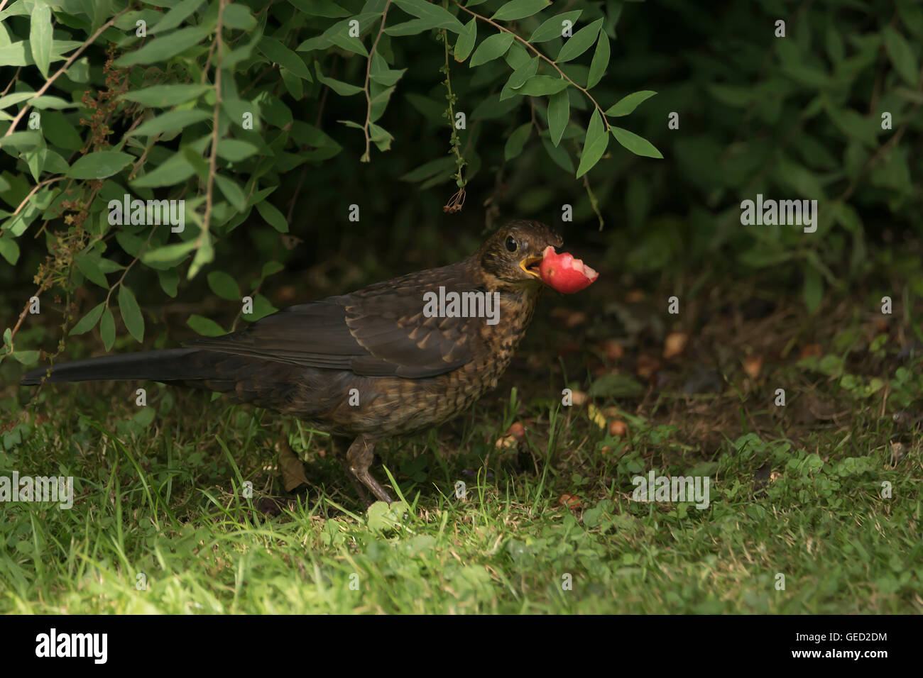 Black birds eating fallen fruit Stock Photo - Alamy