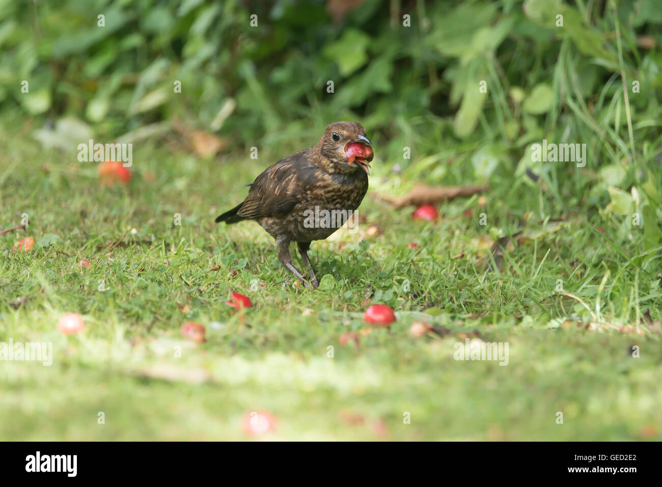 Black birds eating fallen fruit Stock Photo - Alamy