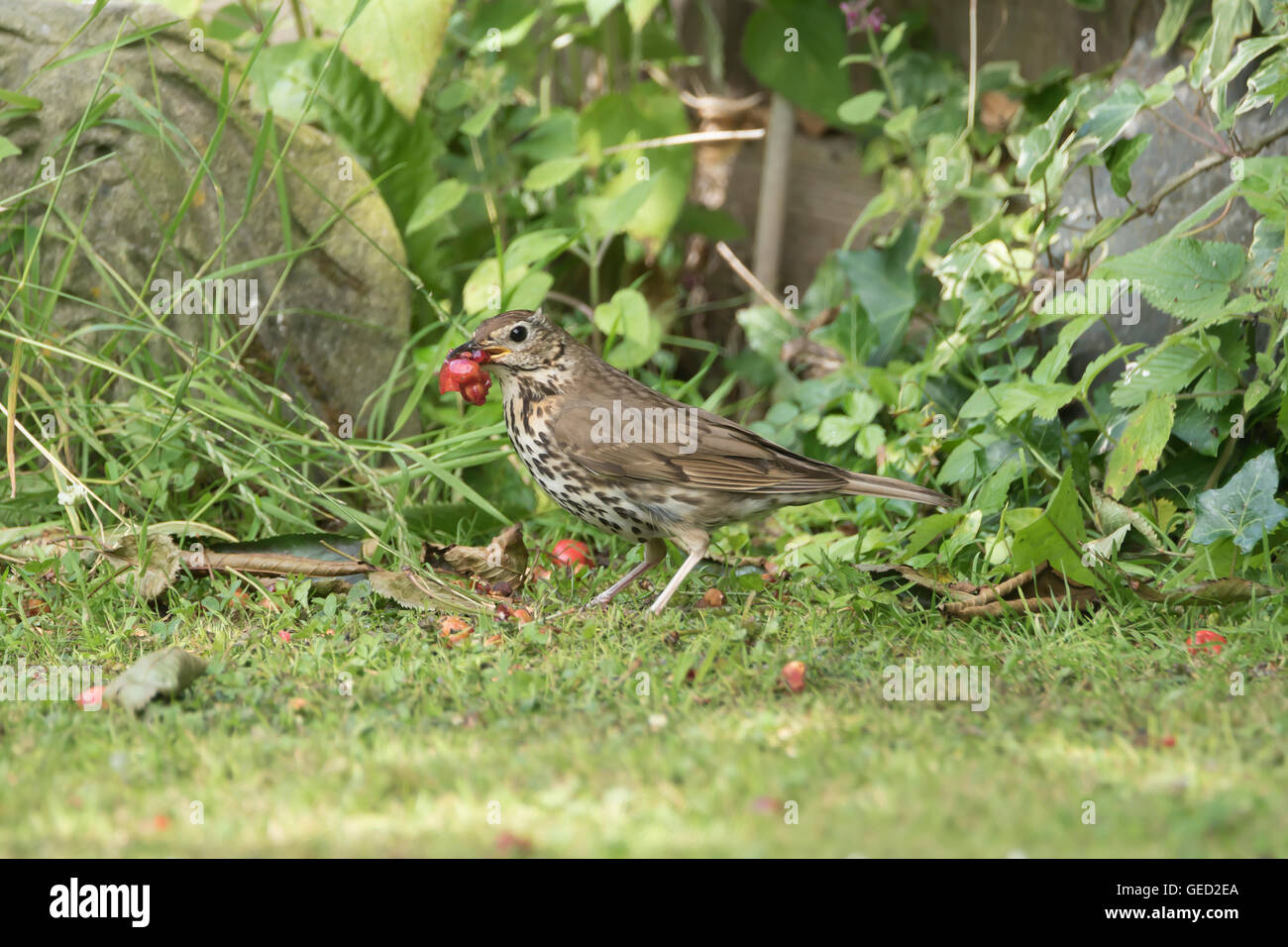 Thrush with a cherry Stock Photo - Alamy
