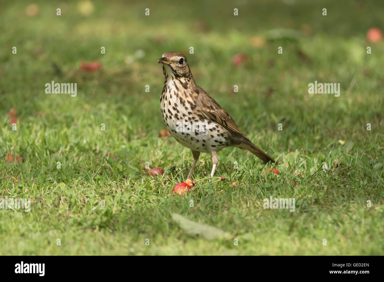 Have a cherry hi-res stock photography and images - Alamy
