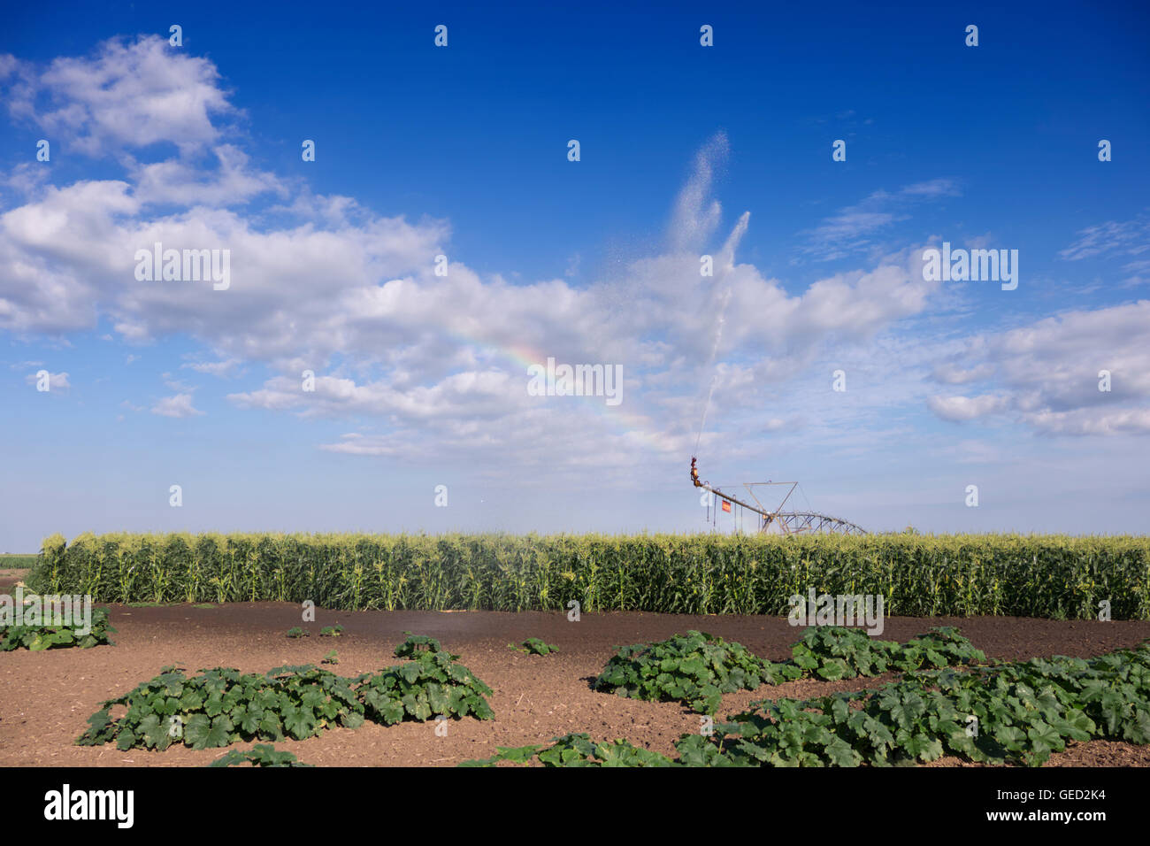Center pivot irrigation system watering a field of field corn in ...