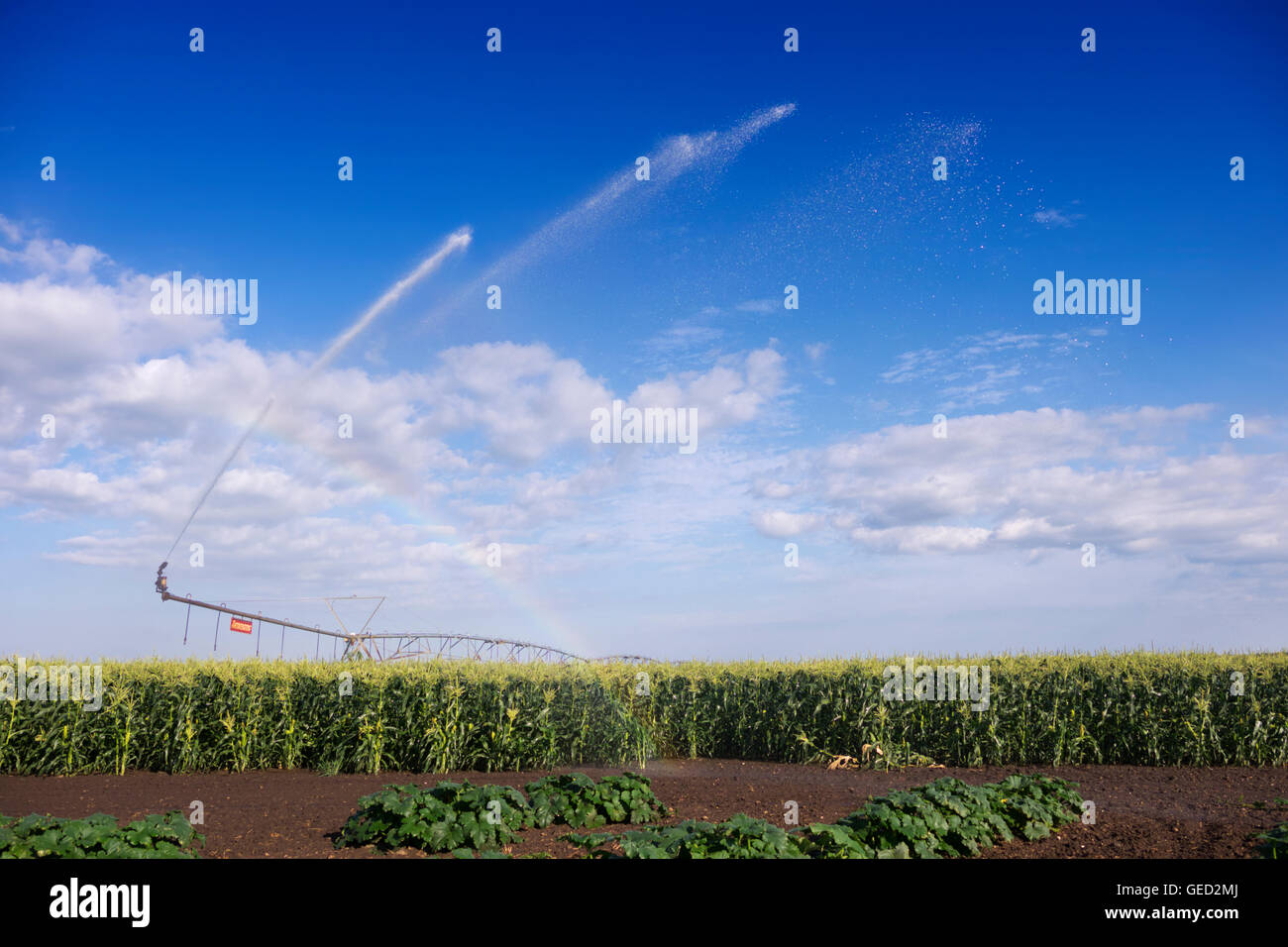 Center pivot irrigation system watering a field of field corn in ...