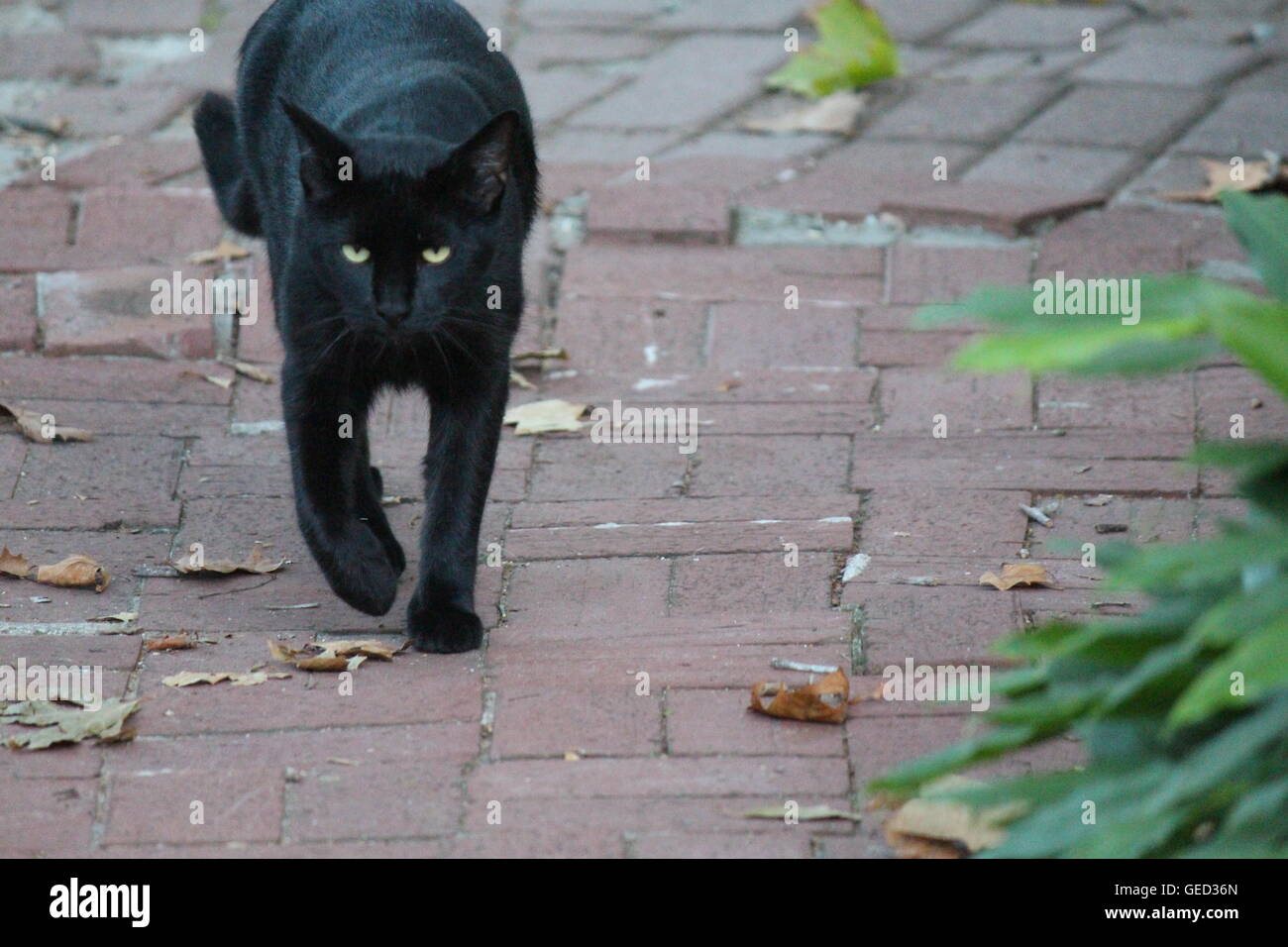 Black Cat on the Prowl Stock Photo - Alamy