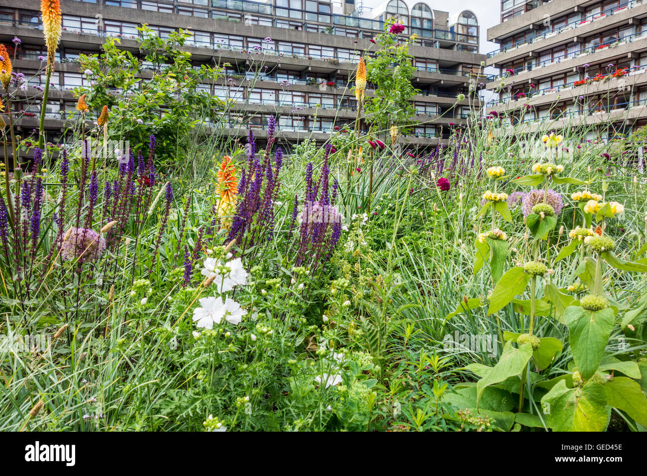Summer flowers in Beech Gardens planted by Nigel Dunnett at the ...