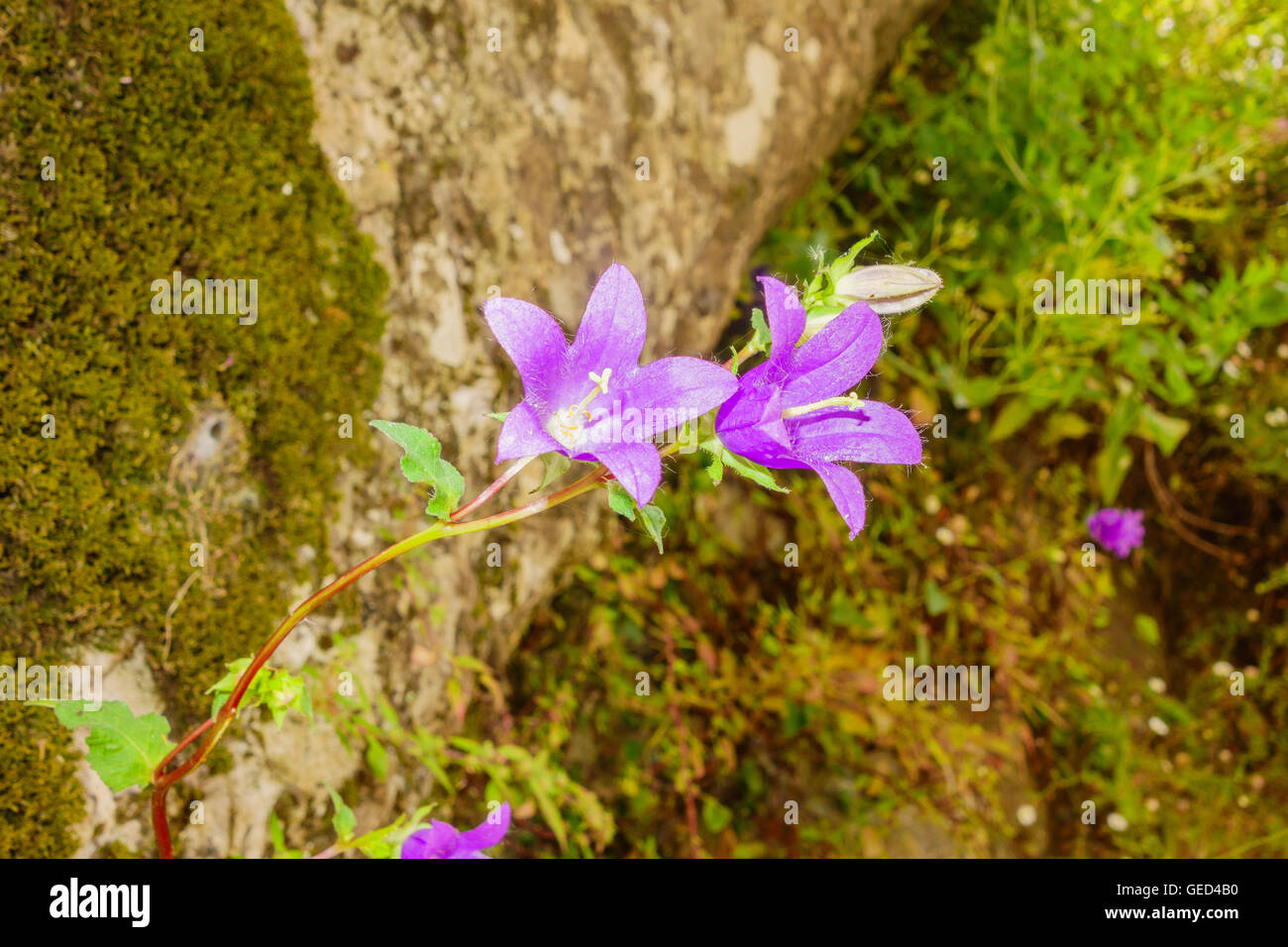 Netteled-leaved Bellflower growing in the Portofino National Park Italy ...