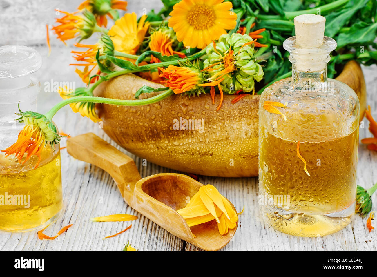 Calendula plant hi-res stock photography and images - Alamy
