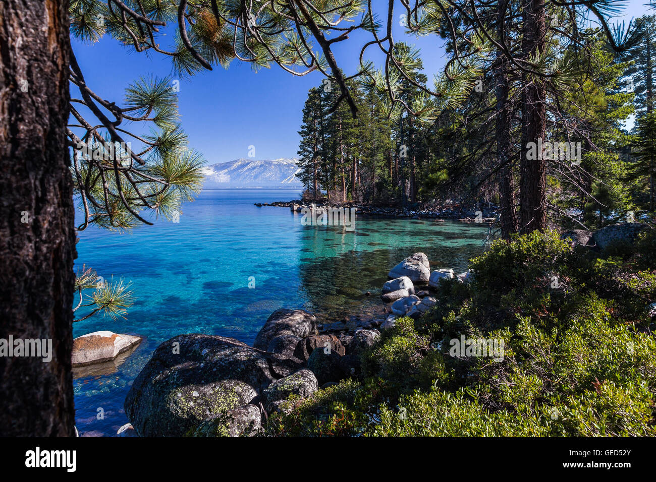 Clear, turquoise waters of Lake Tahoe with shoreline of pine forest and ...