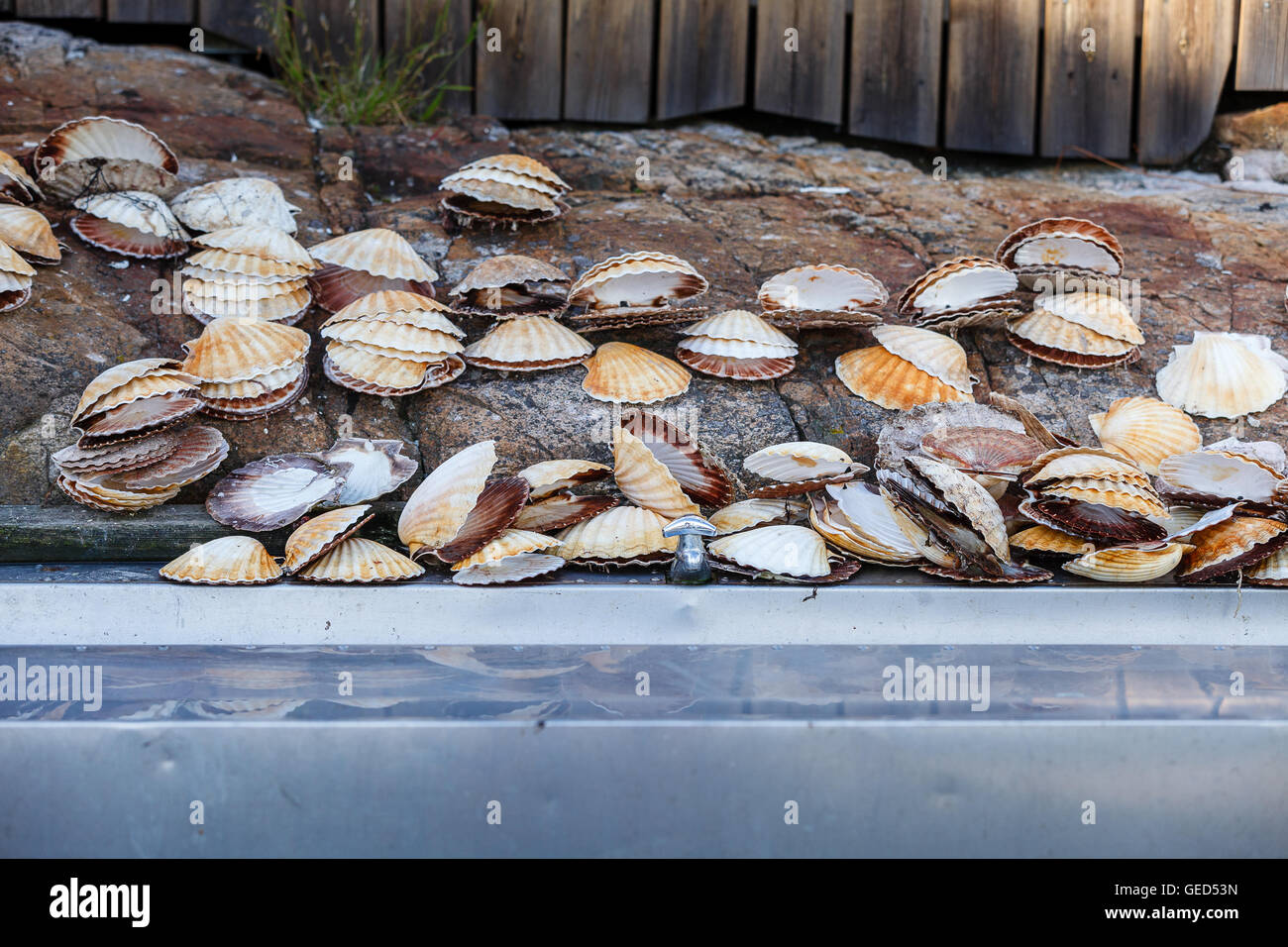 Many scallop shells lying near sink Stock Photo - Alamy