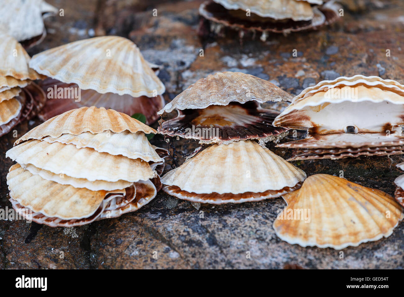 Rock scallop hi-res stock photography and images - Alamy