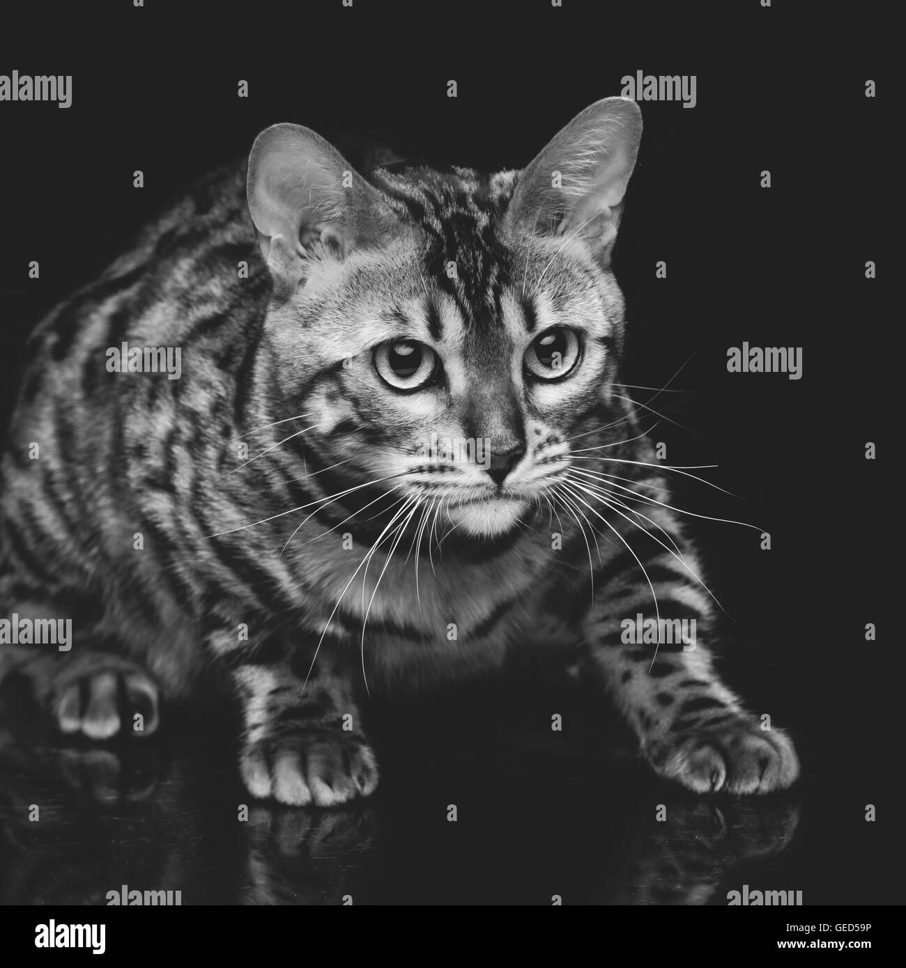 Beautiful bengal cat Stock Photo - Alamy