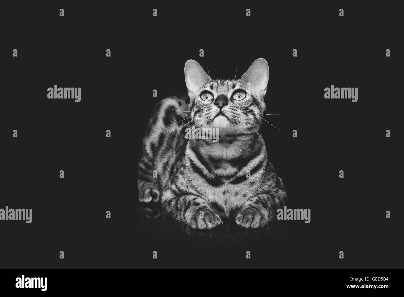 Beautiful bengal cat Stock Photo - Alamy