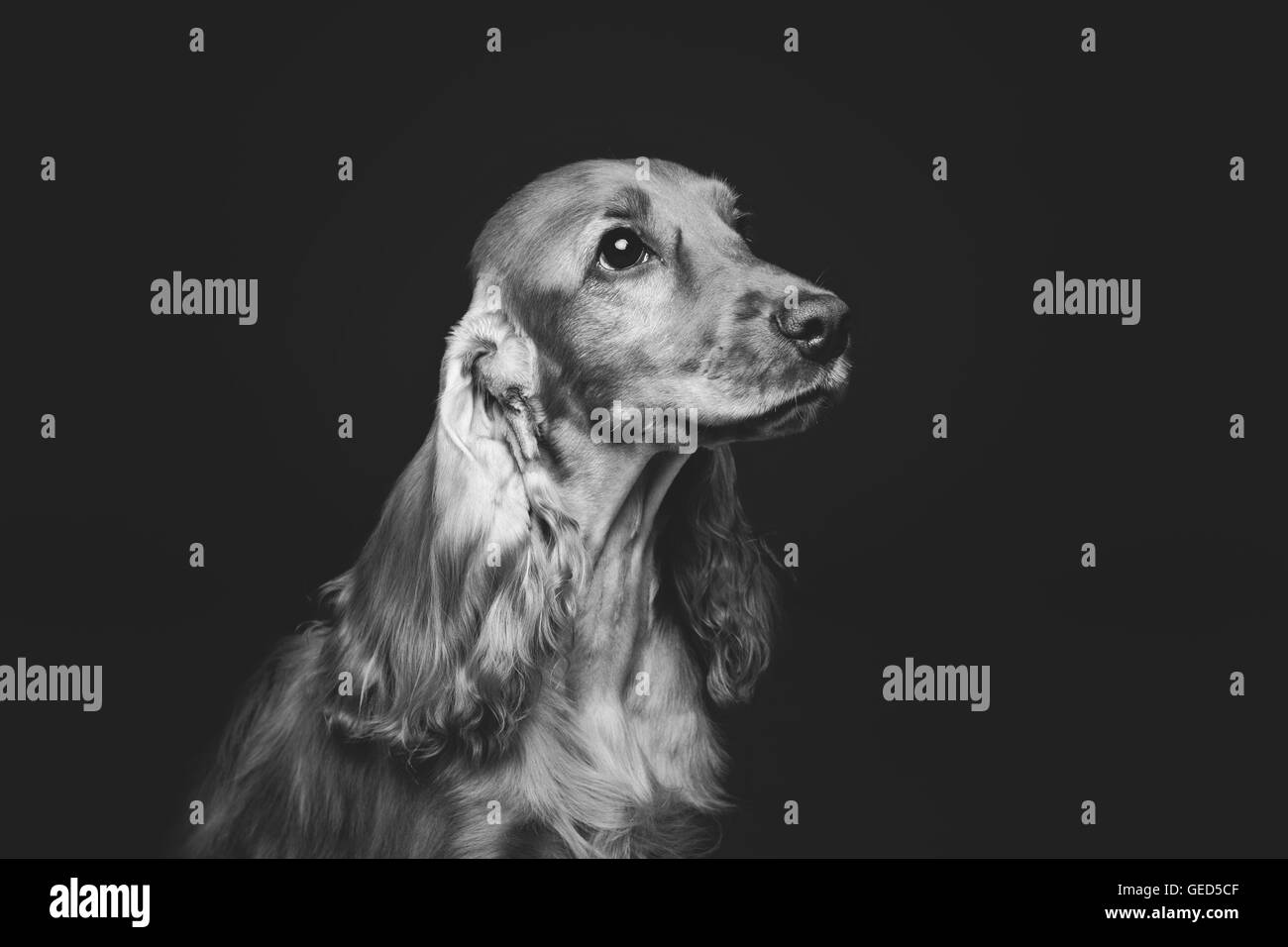 Beautiful young cocker spaniel Stock Photo - Alamy