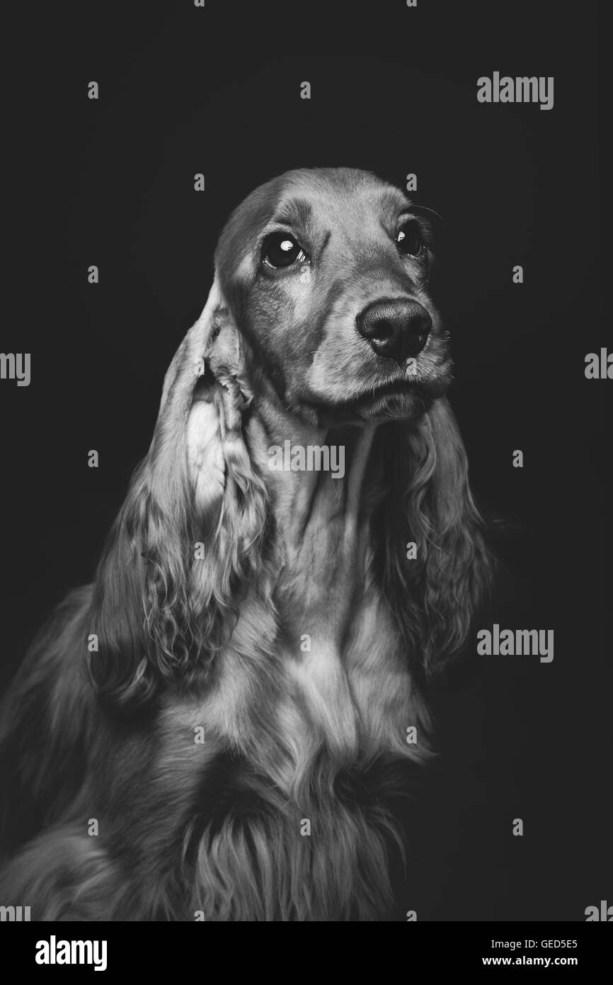 Beautiful young cocker spaniel Stock Photo - Alamy