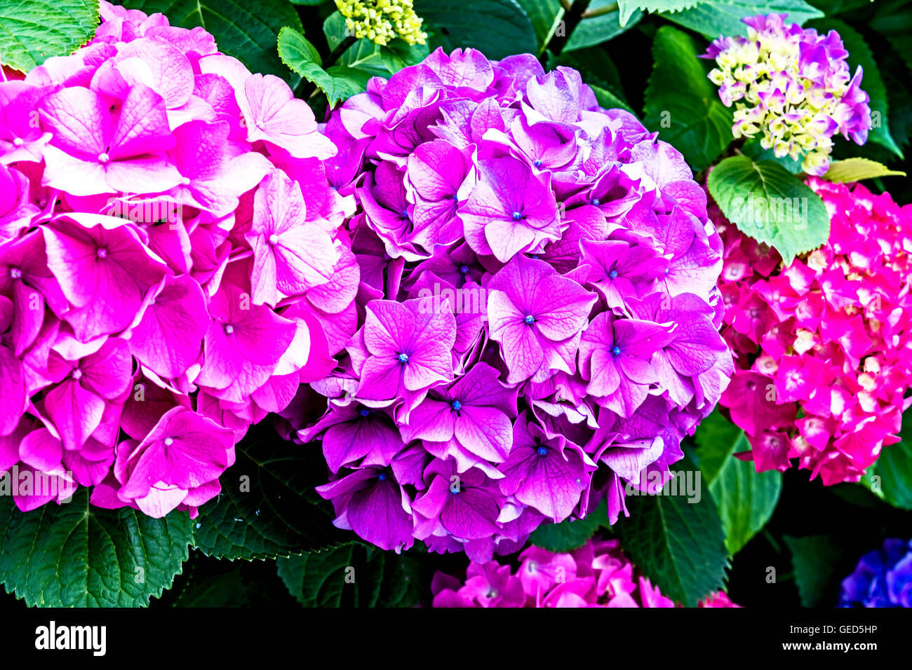 Green hydrangea plants hi-res stock photography and images - Alamy