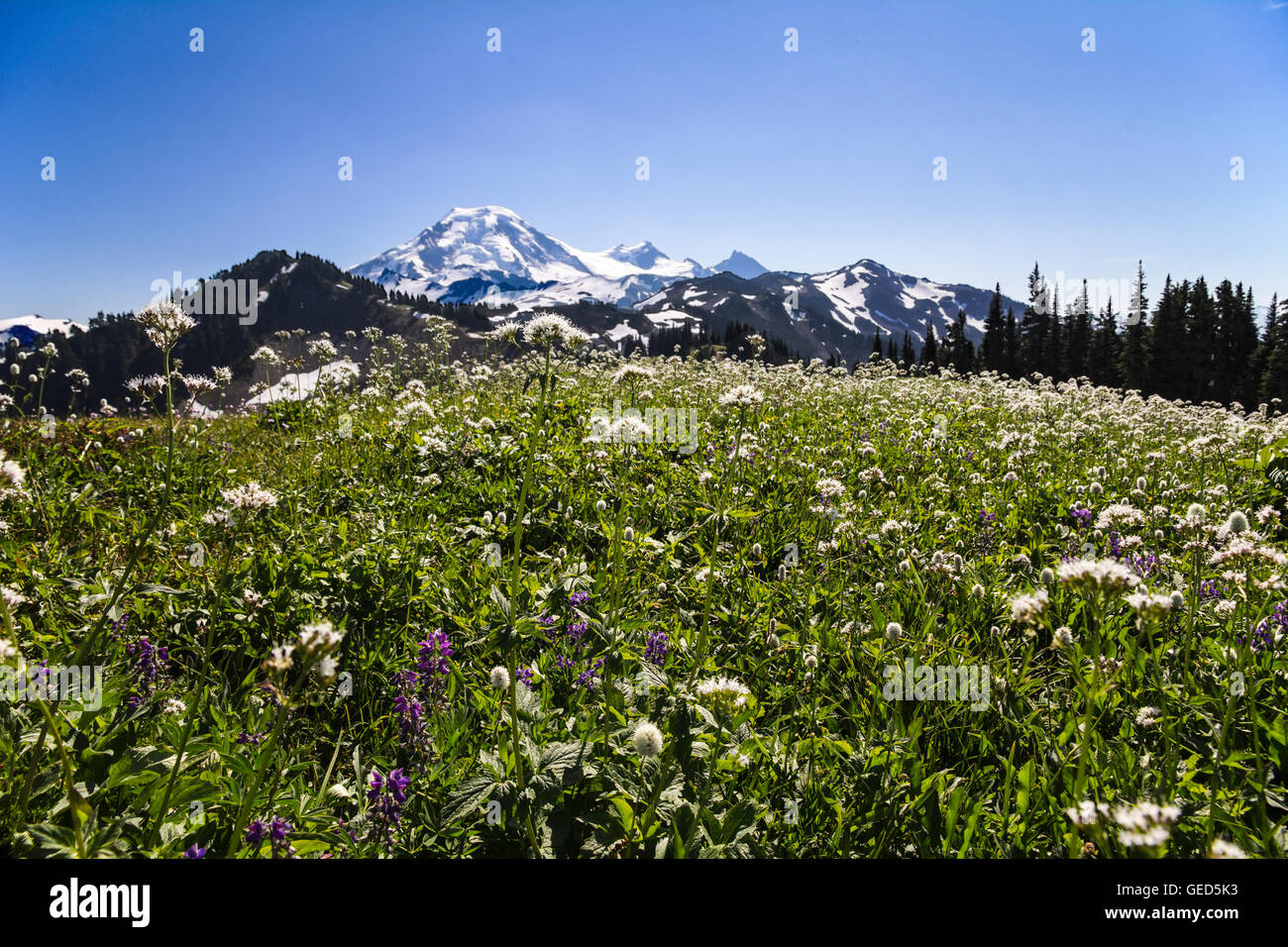 Alpine Meadows of Skyline Divide, Mount Baker, Washington Stock Photo ...
