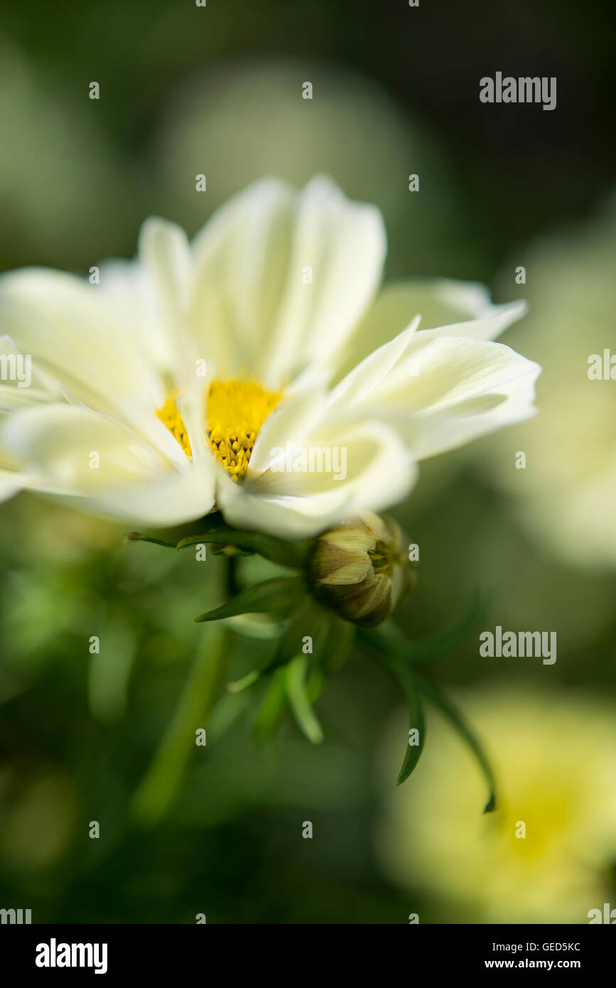 Pale yellow Cosmos flowers in summer sunshine Stock Photo - Alamy