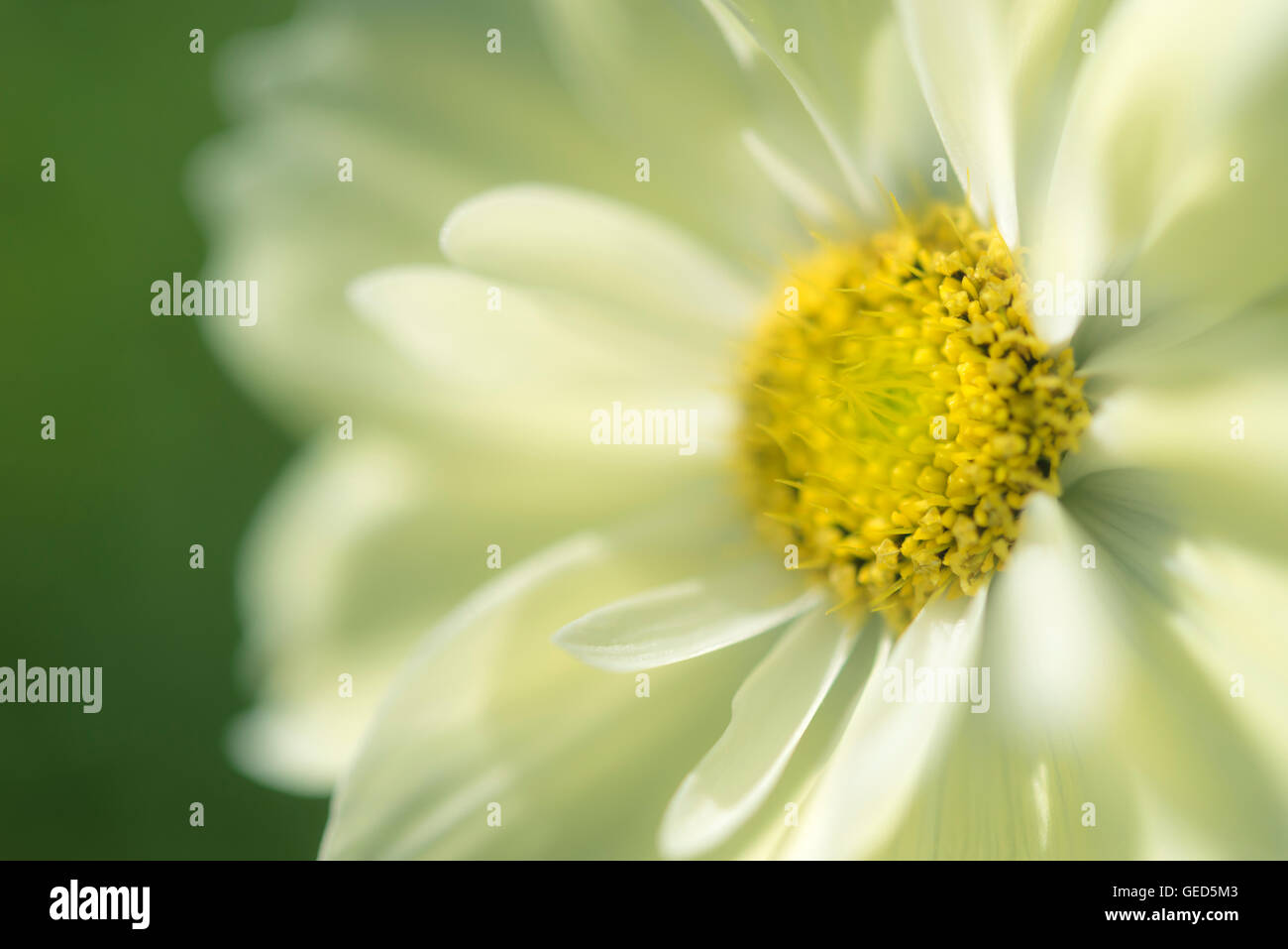 Pale yellow cosmos flower hi-res stock photography and images - Alamy