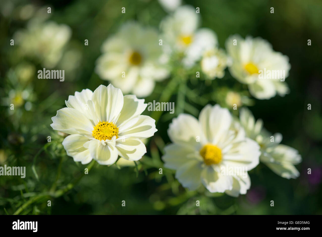 Summer bedding annual hi-res stock photography and images - Alamy