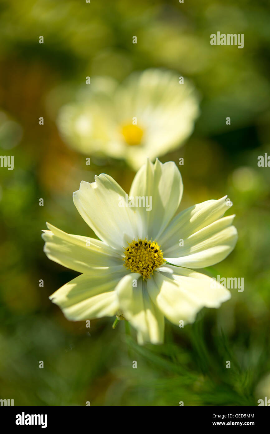 Pale yellow Cosmos flowers in summer sunshine Stock Photo - Alamy