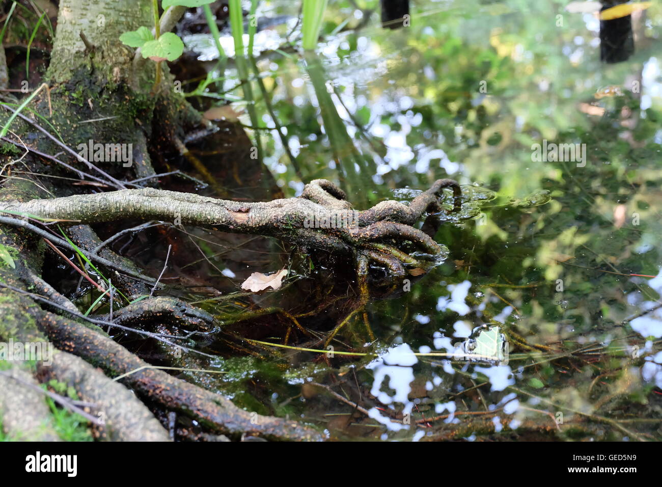 tree water art nature water reflect Stock Photo - Alamy