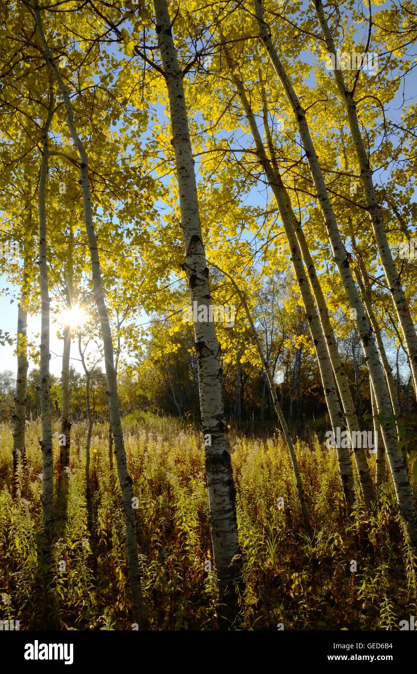 The Sun Shining Through Aspen Trees on a Fall Morning Stock Photo - Alamy