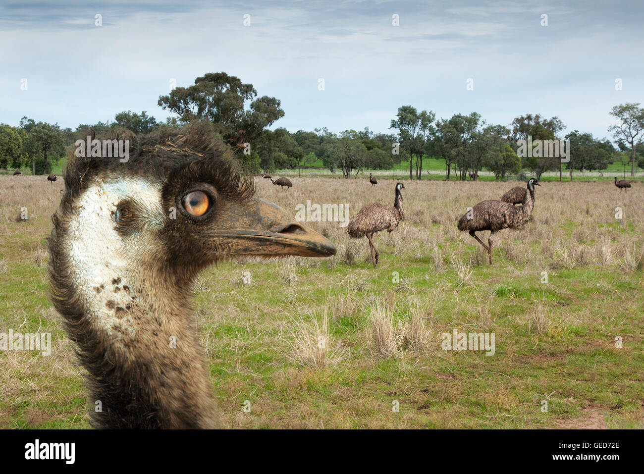 Emu head hi-res stock photography and images - Alamy