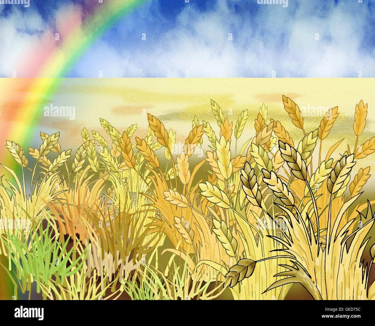 Rainbow Over Wheat Field in Summer Day Stock Photo - Alamy