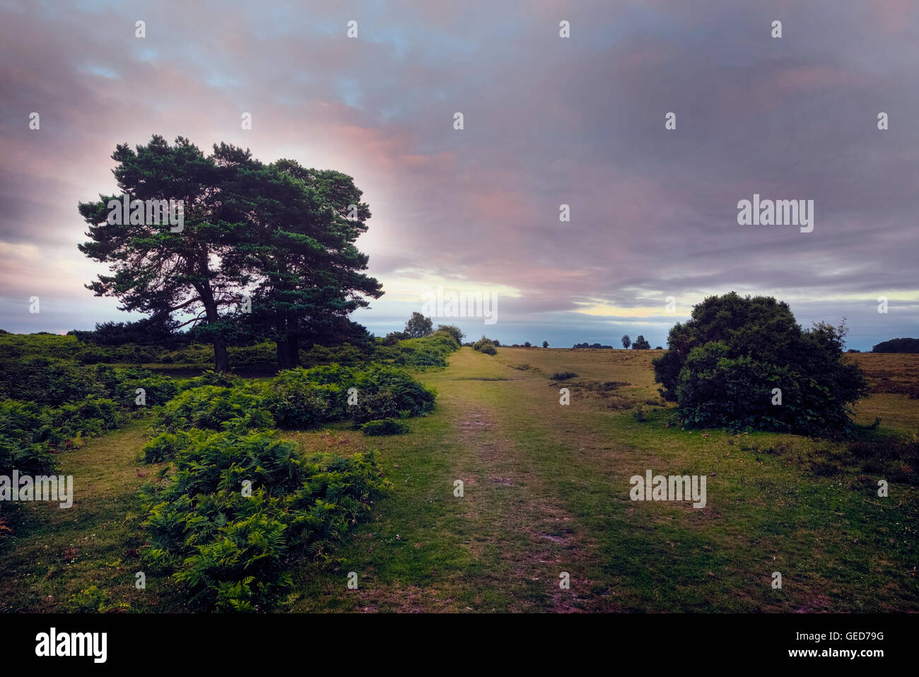 New Forest, Brockenhurst, Hampshire, England, United Kingdom Stock ...