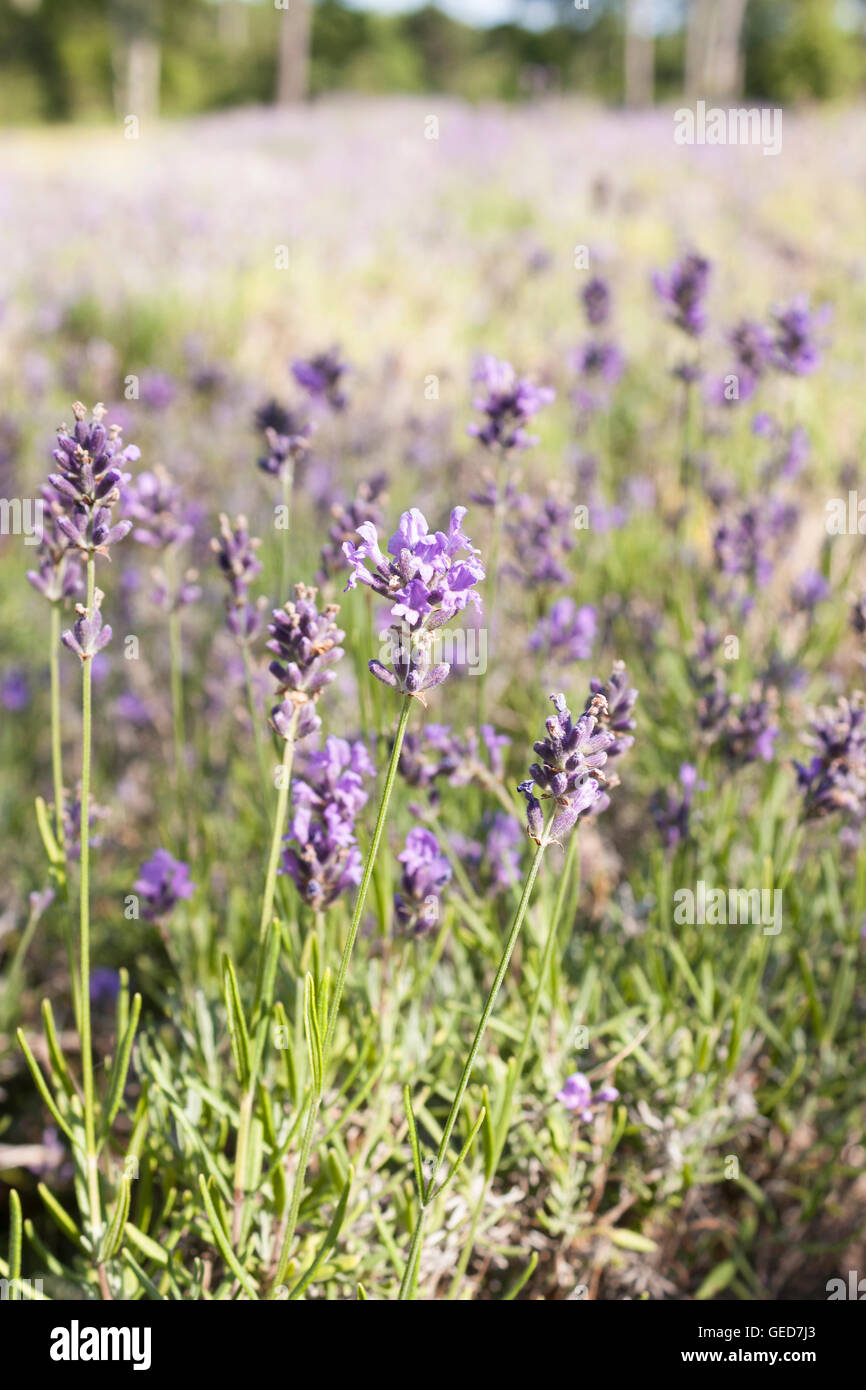Lavender field in Harwich, Massachusetts on Cape Cod Stock Photo - Alamy