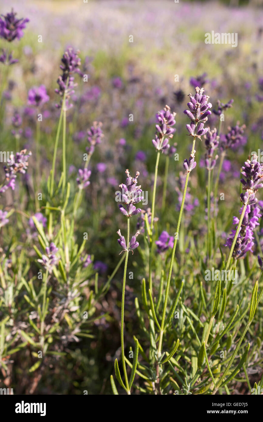Lavender field in Harwich, Massachusetts on Cape Cod Stock Photo - Alamy