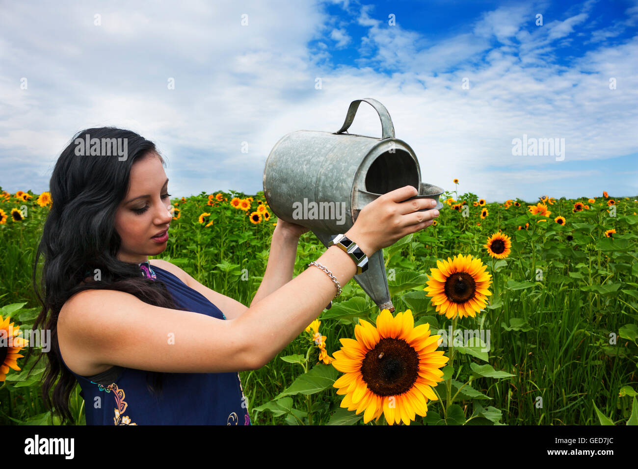 Pretty, young, brunette woman watering sunflowers in a sunflower field ...