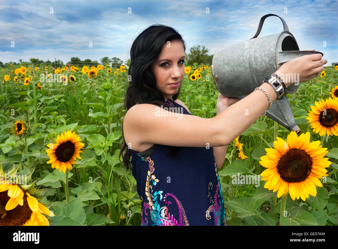 Pretty, young, brunette woman watering sunflowers in a sunflower field ...