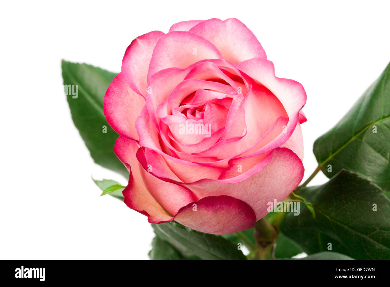 Beautiful pink rose on a white background Stock Photo - Alamy